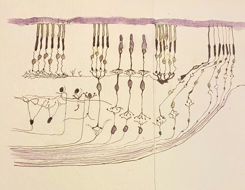 Our visual and non visual pathways -Rods and cones | Informed Fine Art